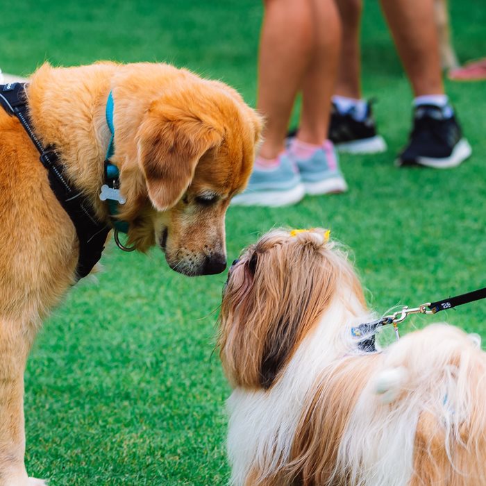 Crufts And Scruffs - free event at Lauder Lodge | Care UK